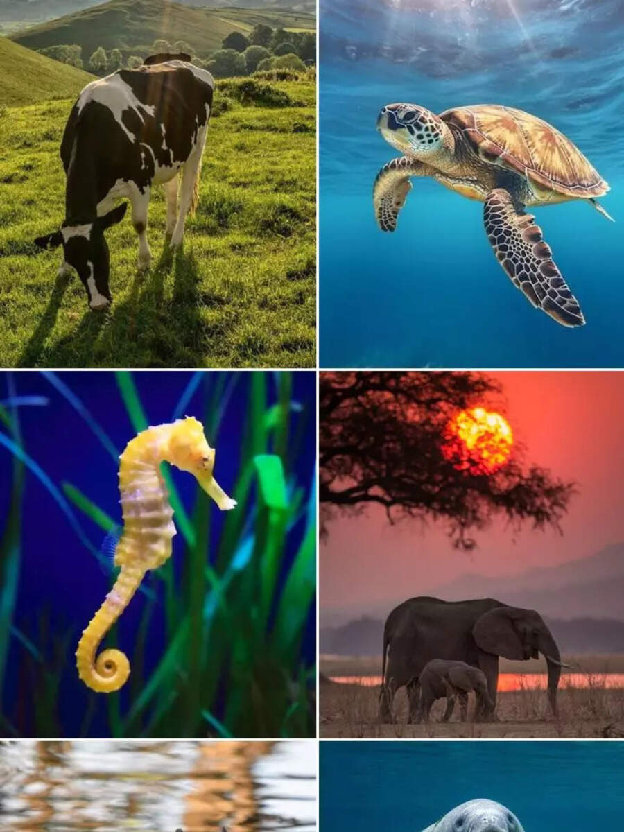 10 Animals Known for Their Calm Nature | Times of India