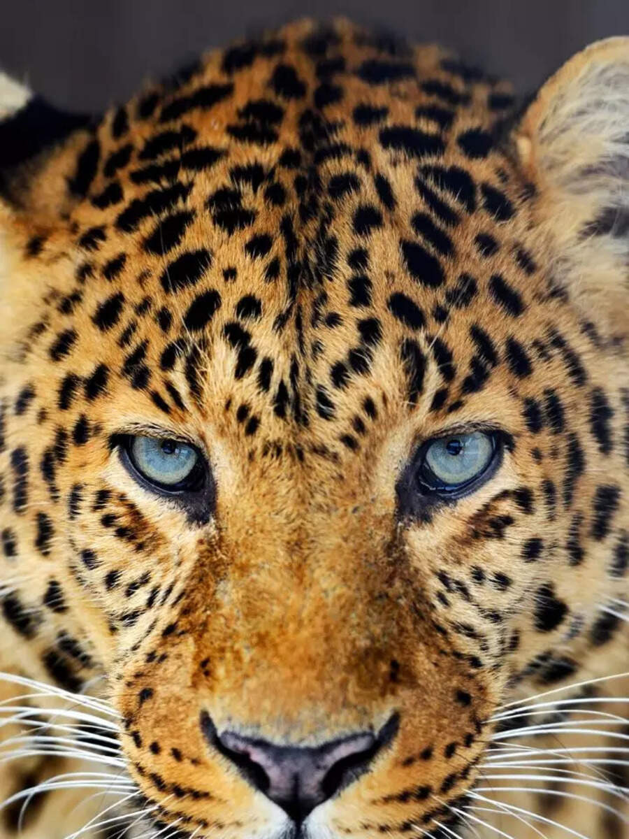 Top 10 National Parks To Spot Leopards In India, Visit With Kids ...