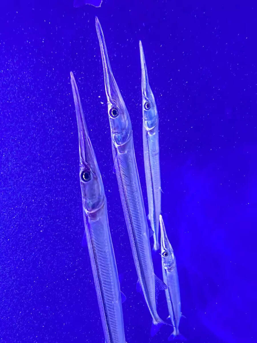 Needlefish are nature’s swimming javelins | Times of India