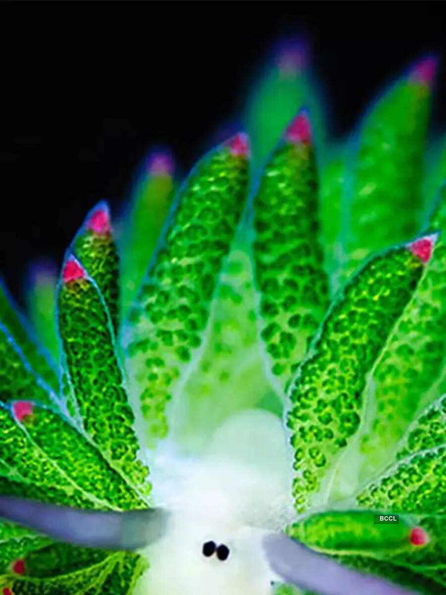 Leaf sheep slugs use sunlight for energy | Times of India