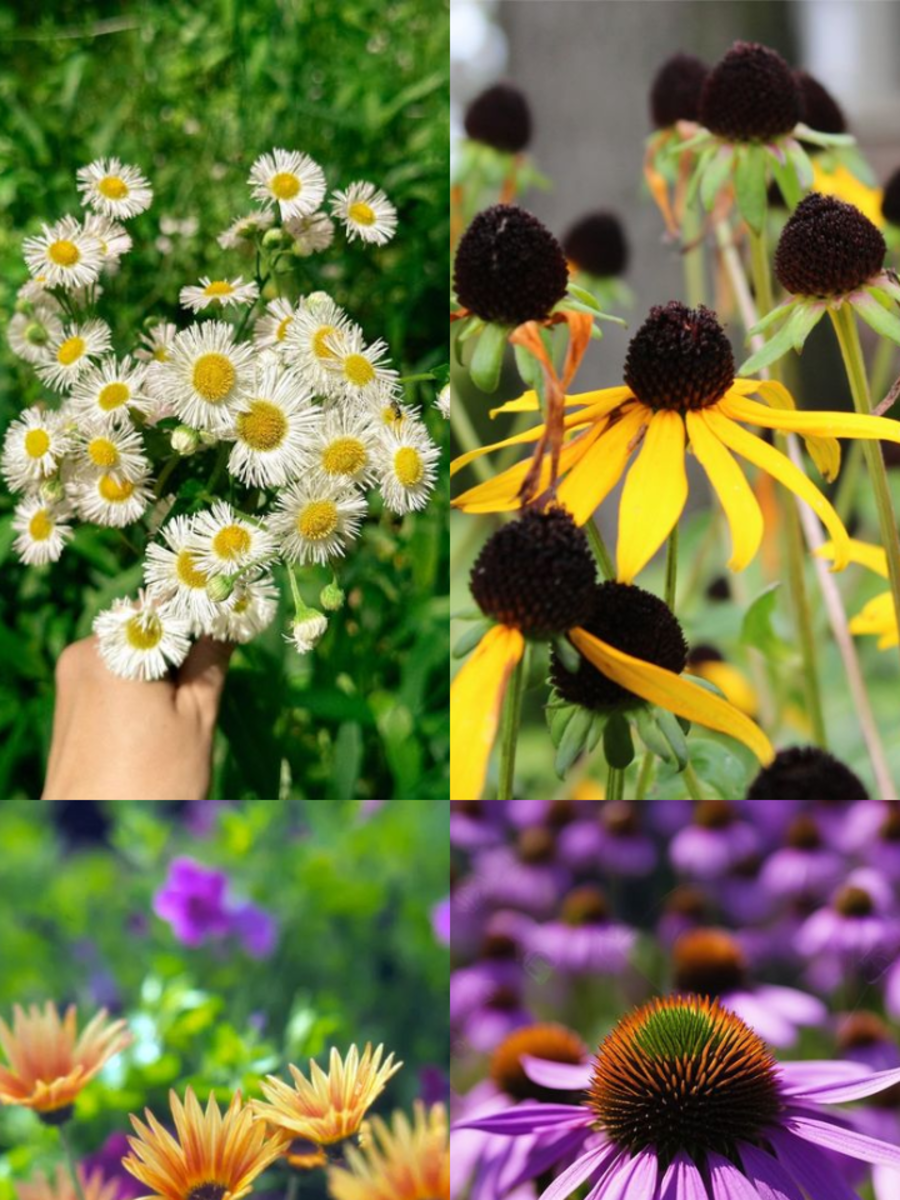 Flowers Like Daisies: Top 10 Beautiful Flowers That Look Like Daisies ...
