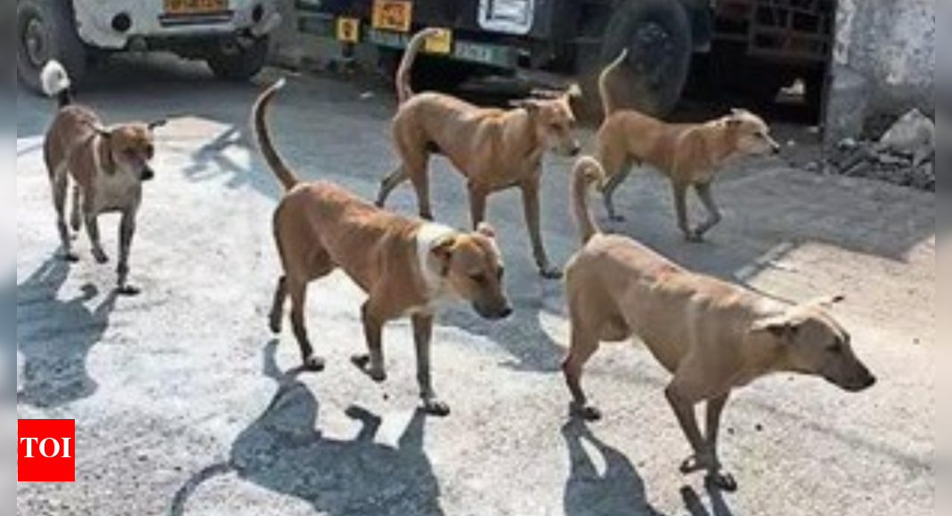How many stray dogs in city? Noida to hold its first census | Noida ...