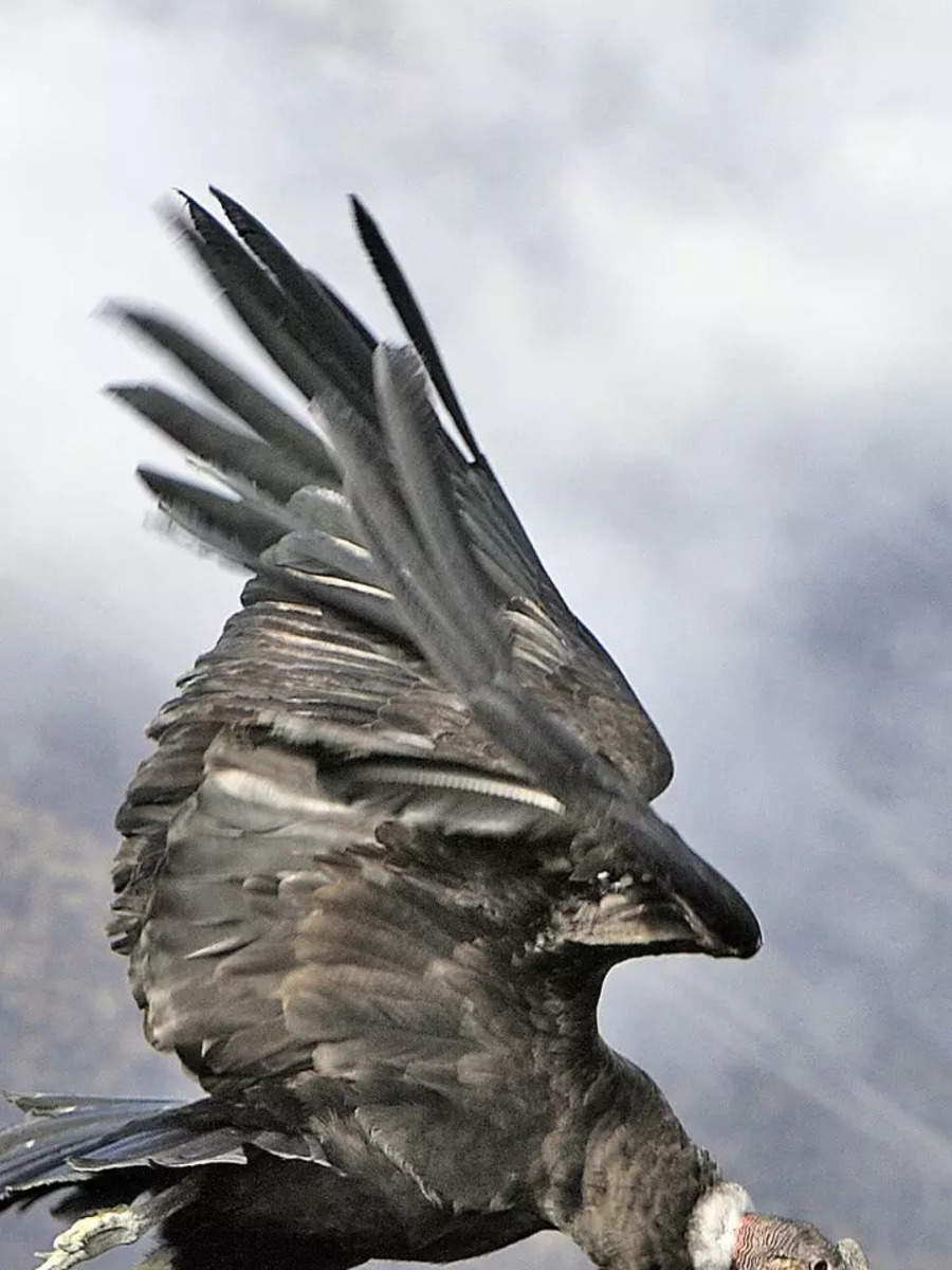 9 birds that can fly the highest through the skies | Times of India