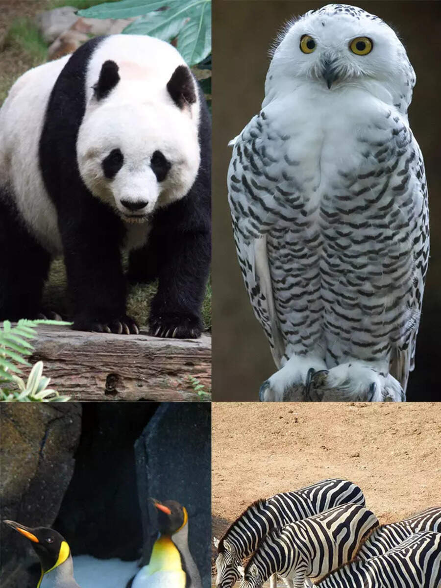 9 creatures highlighted in striking black and white | Times of India