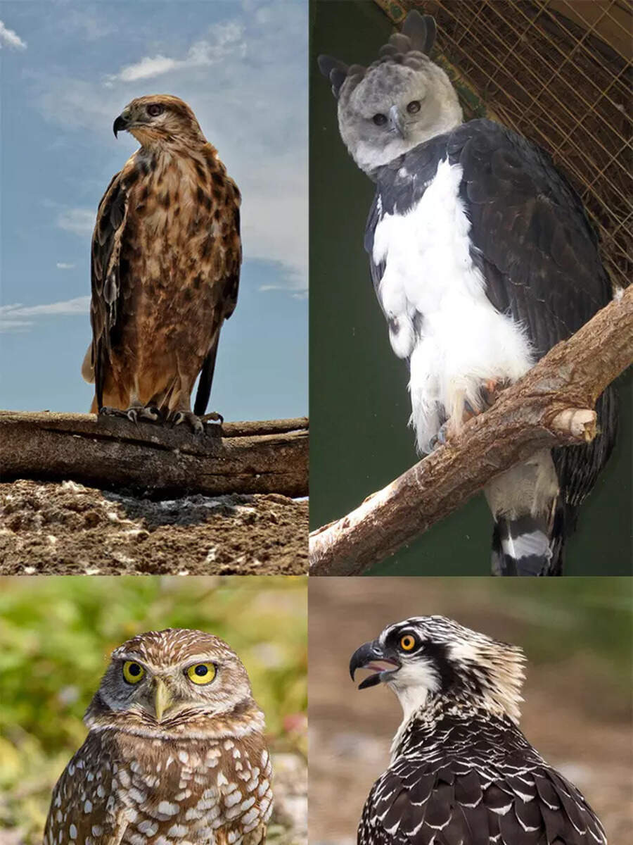10 powerful birds of prey | Times of India