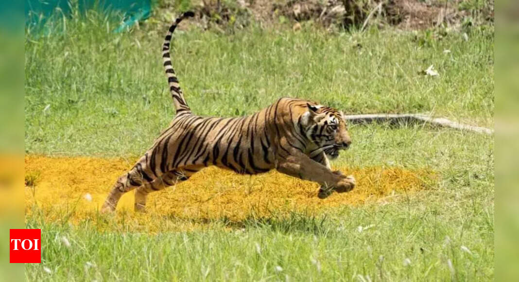 Man-Eating Tiger: Kheri’s man-eating tiger evades capture for weeks ...