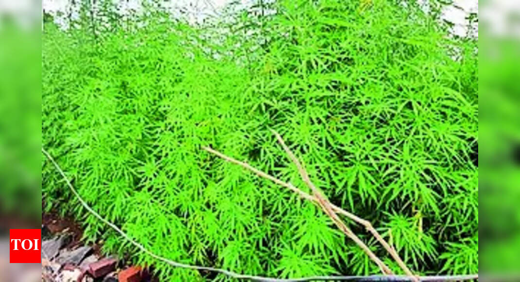 Marijuana Supplier: Odisha Maoist-belt marijuana supplier to ...
