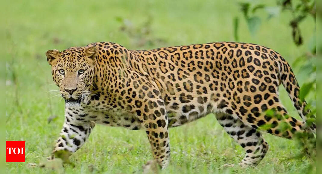 Leopard Attack: 10-year-old boy out to answer nature’s call killed in ...