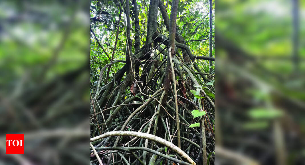 Myristica swamp forest discovered in Kumbral | Goa News - Times of India