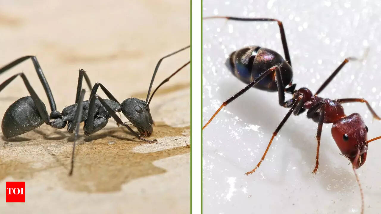 Red and black ant store