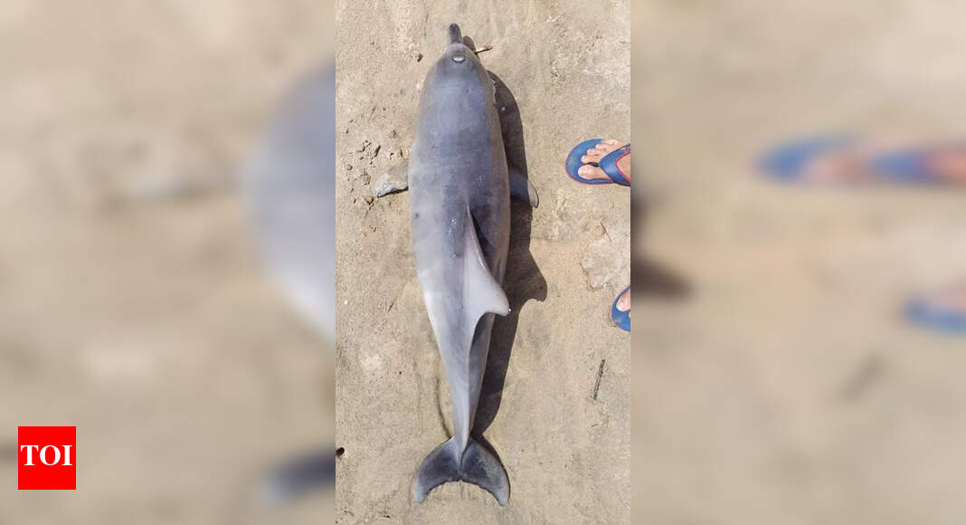 Goa troubled by marine life strandings at Agonda, Velsao and Candolim ...