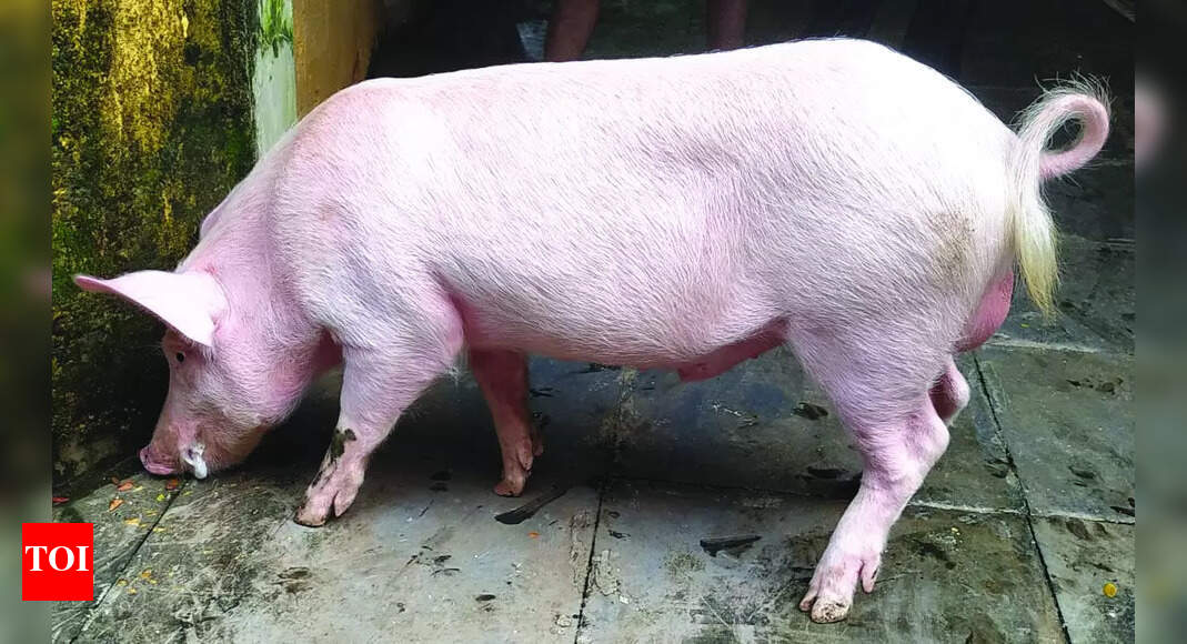 Agonda meets Yorkshire in ICAR’s new climate-resilient pig | Goa News ...