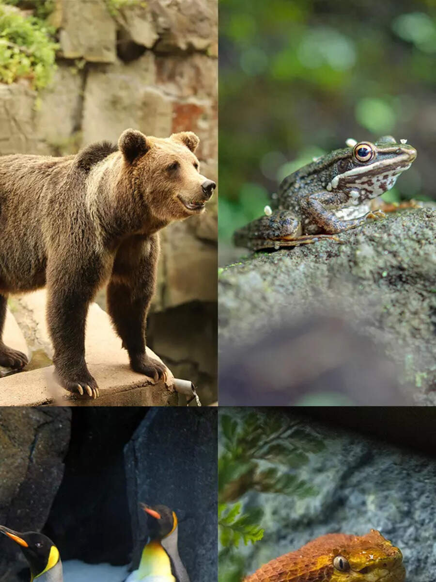 10 animals that can survive for months without food or water | Times of ...