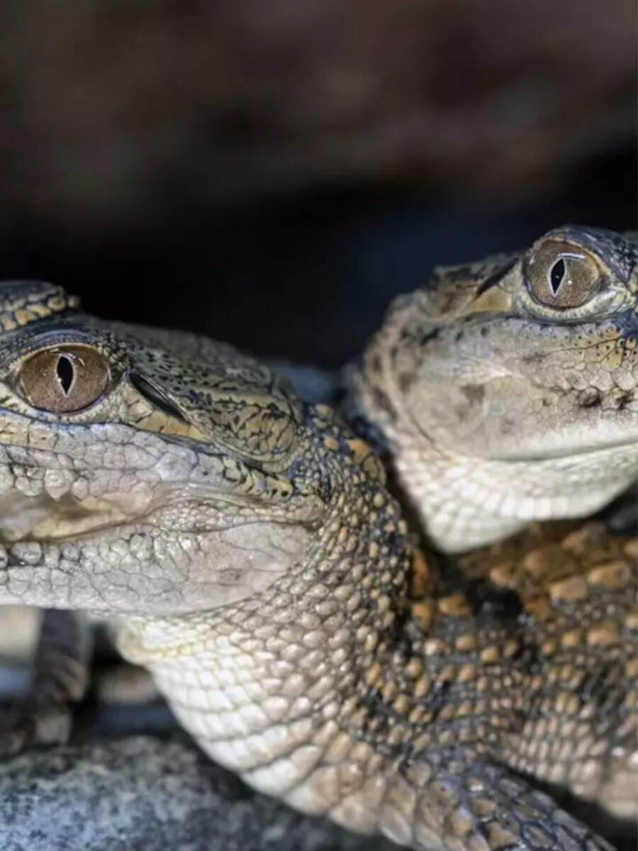 Most Dangerous Reptiles In The World | Times Now