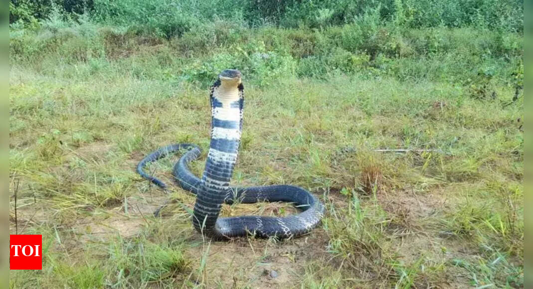 Community Led Initiative Sparks Hope For King Cobra Conservation In ...