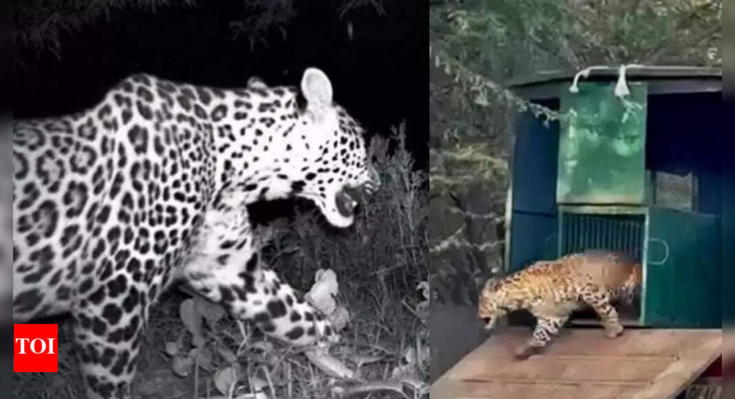 Eat, Prey, Love: No. Of Leopards Up 50% In A Yr At Asola | Delhi News - Times of India