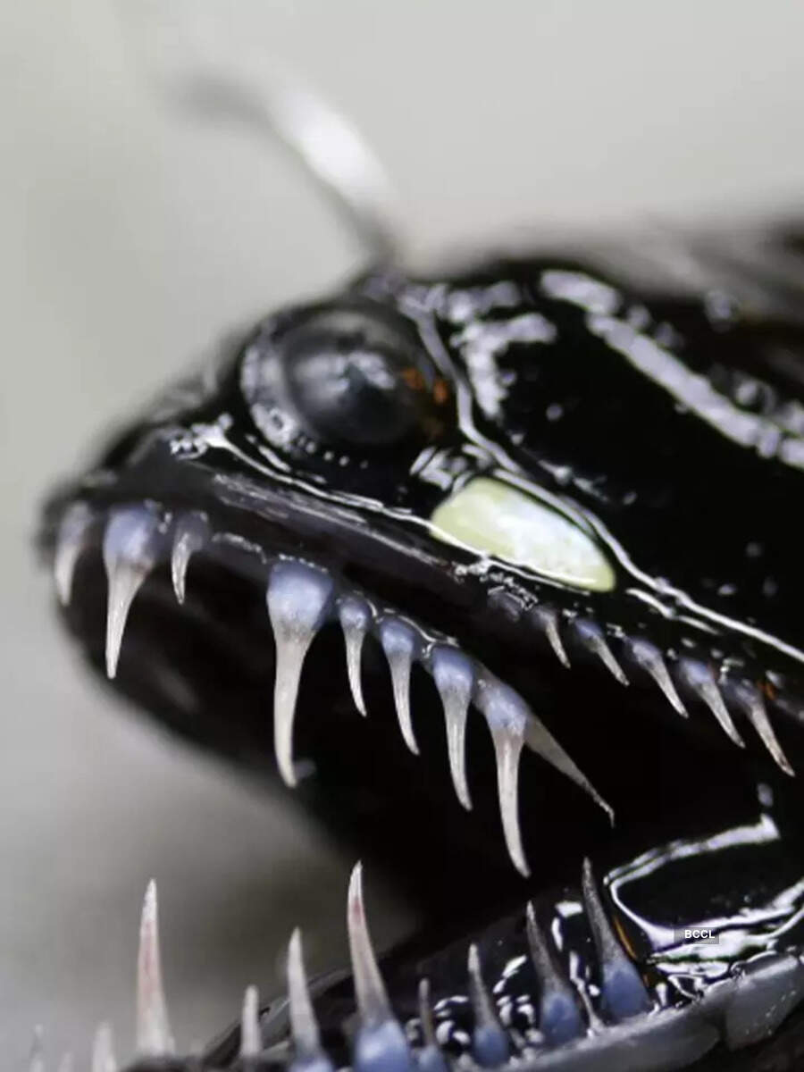 This deep sea creature is a real-life Venom look alike | Times of India