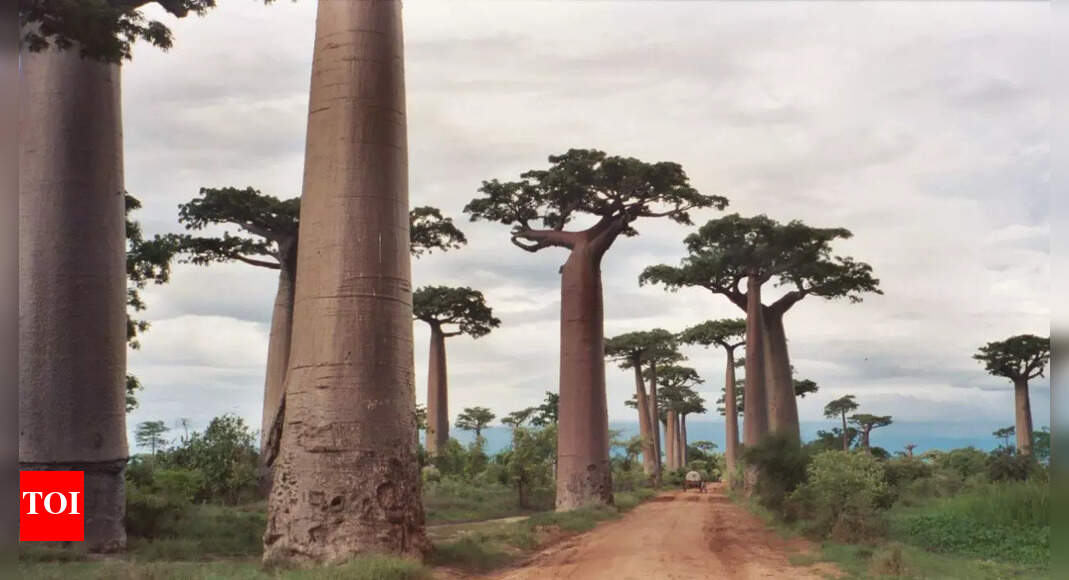 Unravelling the journey of the iconic Baobab tree; new genomic study ...