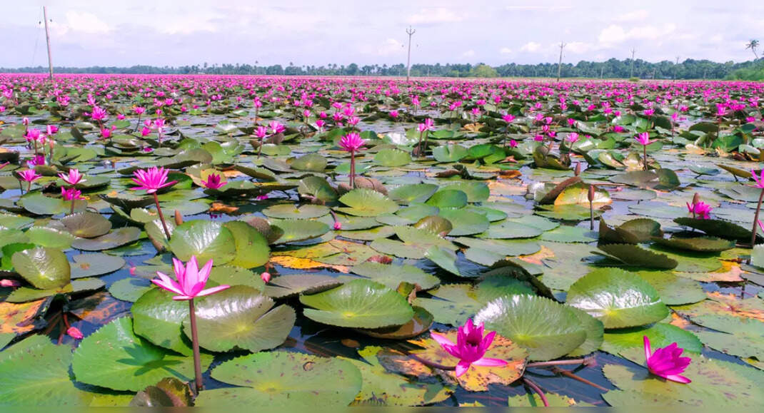Blooming Water Lilies: Kerala: Have you seen the blooming water lilies ...