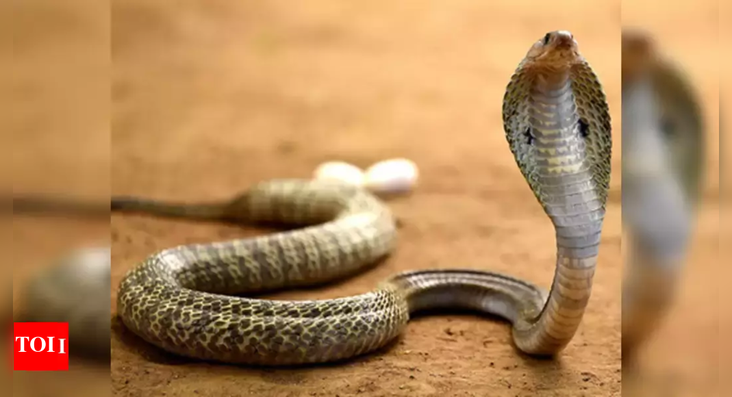 Madhya Pradesh: Snake bites kill mother, son in Gwalior; state reports ...