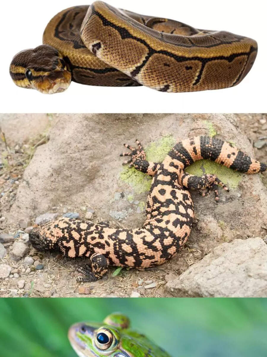 Survival skills of animals without food, How animals live without food ...