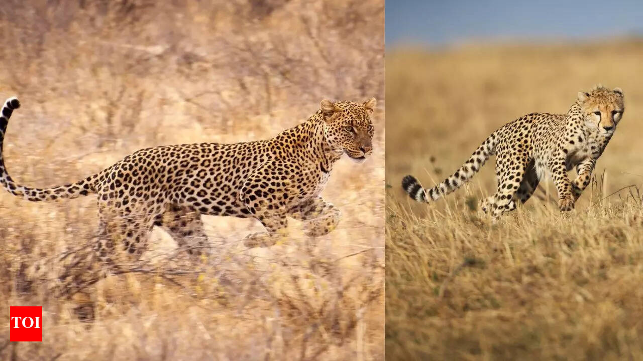 Visual Differences Between Cheetah And Leopard Lillie Marln Cheetah Vs