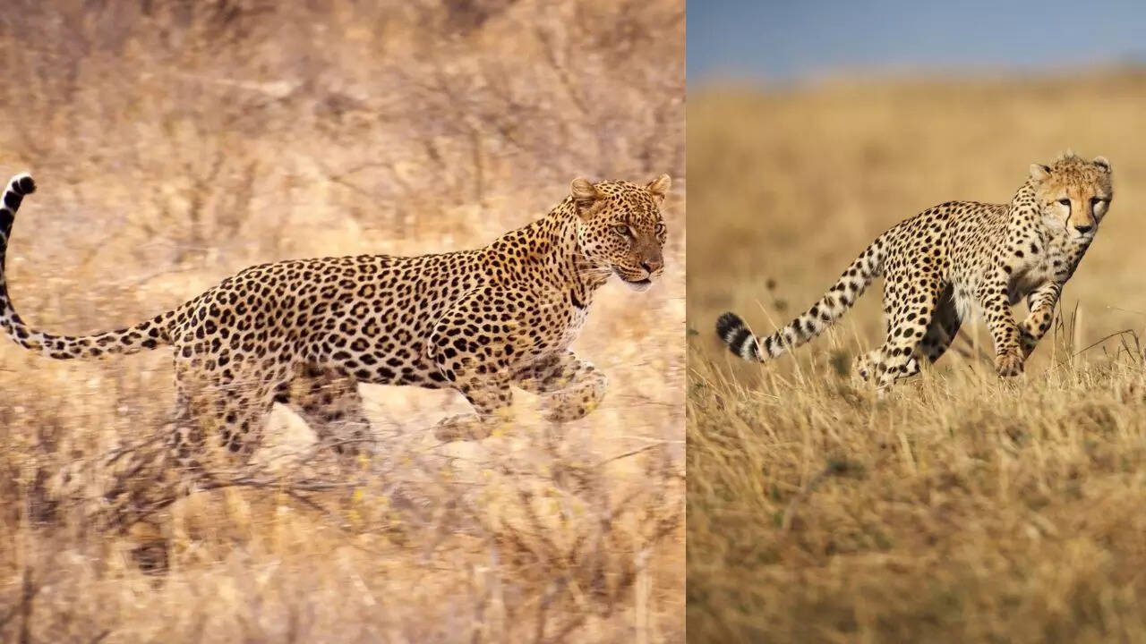 Cheetah Vs Leopard What's The Difference Between Cheetah, Leopard