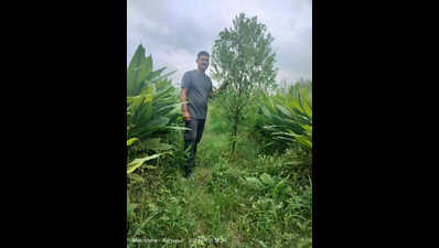 Sandalwood: Ex-soldier On A Mission To Promote Sandalwood-based Small ...