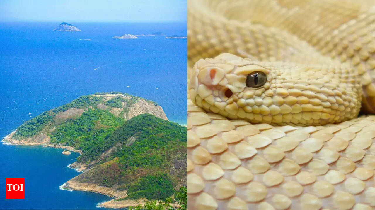 Snake Island Snakes Snake News: Australia's Own Snake Island, Where