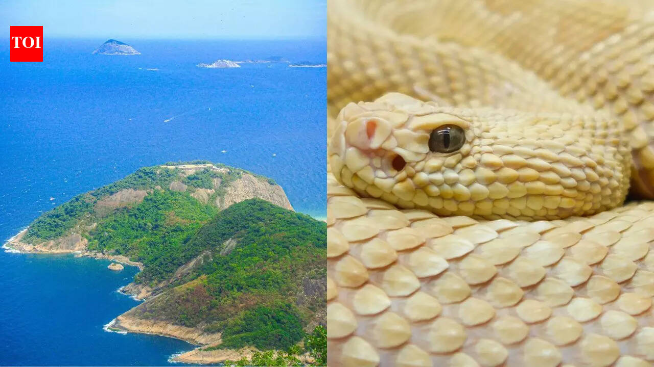 Snake Island: Where the deadliest snakes on Earth rule - The Times of India