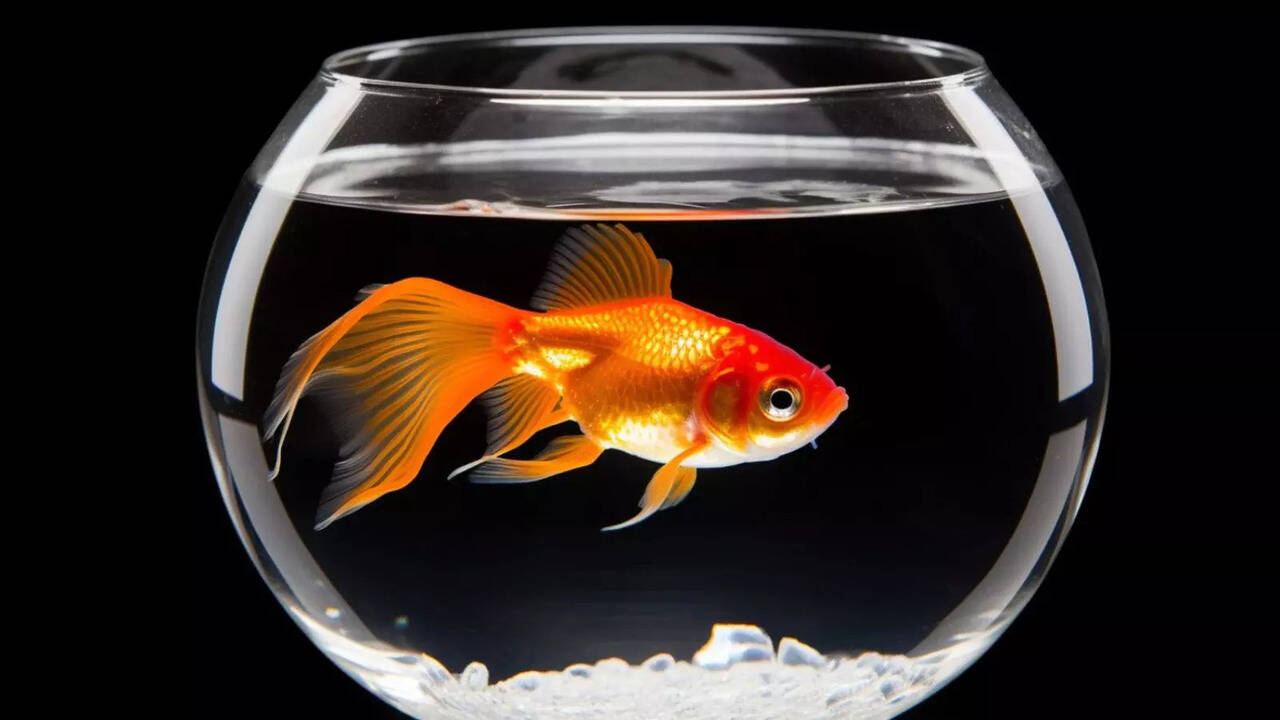 Do Goldfish Really Have A 3-Second Memory? Find Out Here