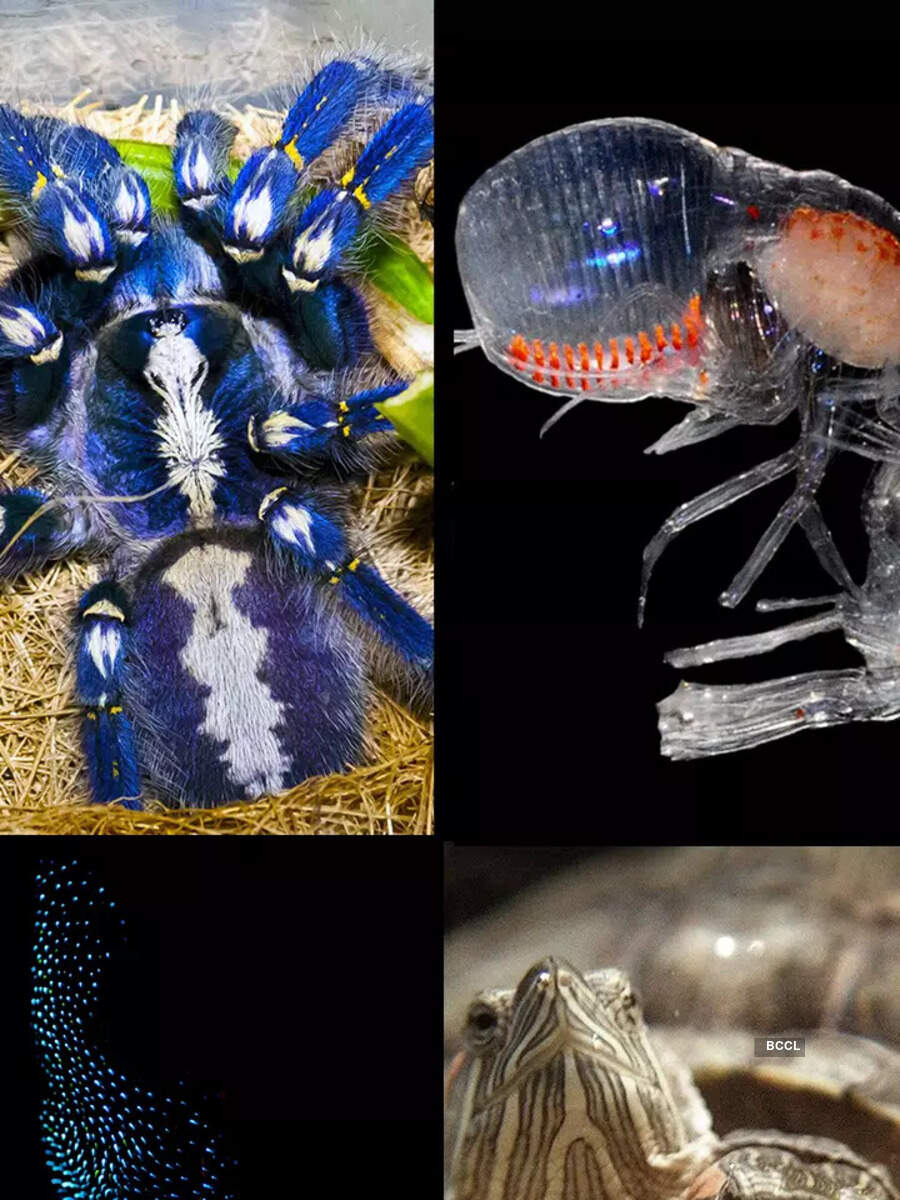 Bizarre animals that amazed netizens in 2024 | Times of India