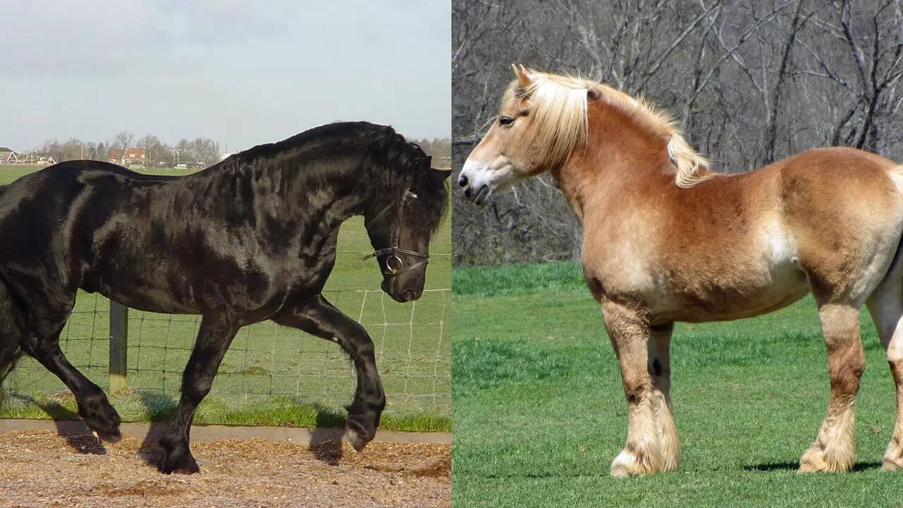 Worlds Biggest Horse