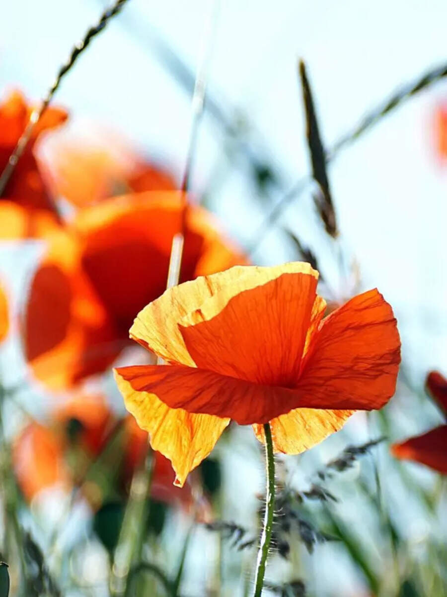 9 prettiest flowers that will give orange-red blooms in the garden ...