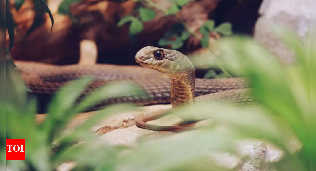 Russell'S Viper: Man Mistakes Russell’s Viper For Python, Dies Of ...