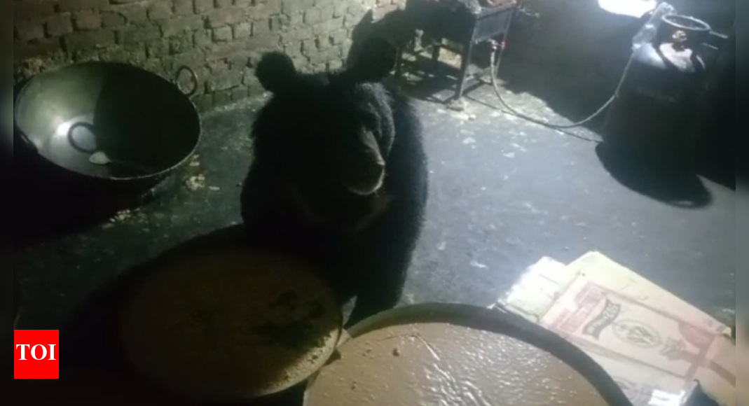 Black bear attacks in Himachal Pradesh's Chamba raise concerns; Forest ...