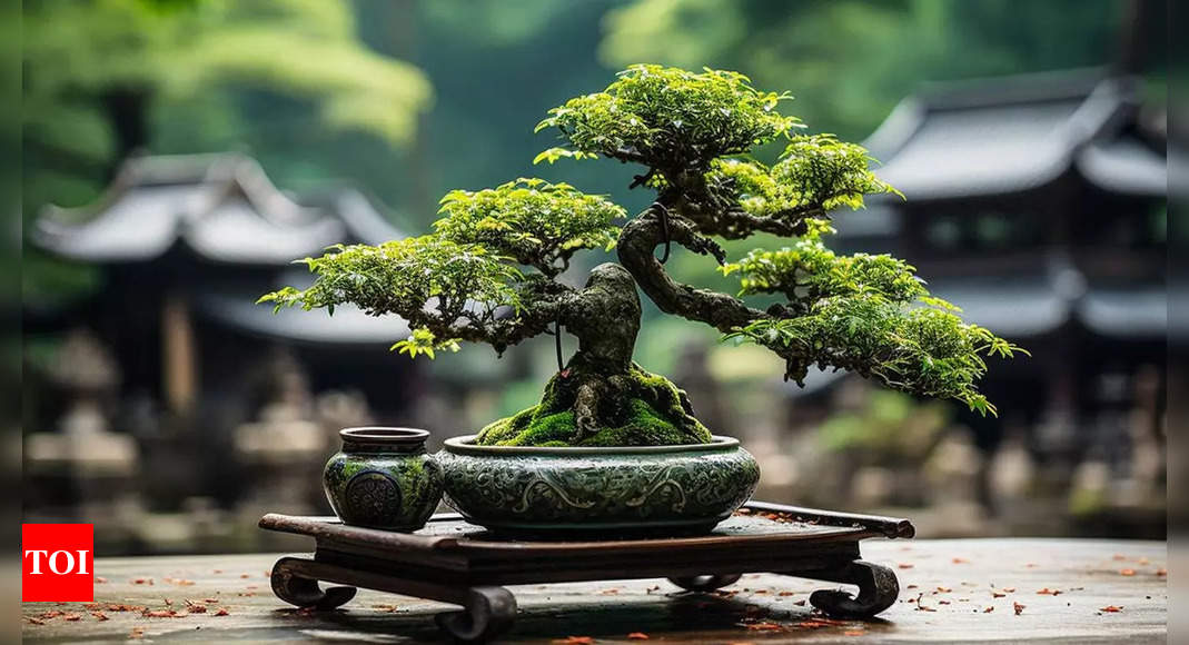 Vastu benefits of placing a Bonsai tree at home - Times of India