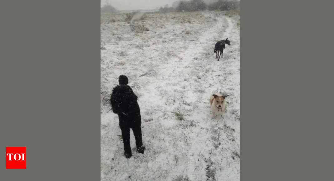 Sharp eye test: Only those with a perfect vision can spot the third dog ...