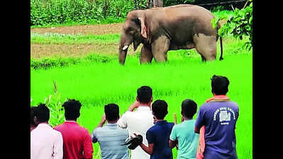 Innovative Mechanised Scarecrow to Protect Crops from Elephants in ...
