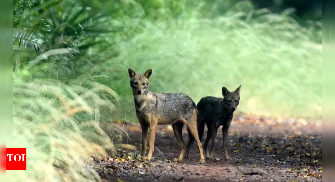 Jackal Attacks Leave 9 Injured in Uttar Pradesh: Villagers on High ...