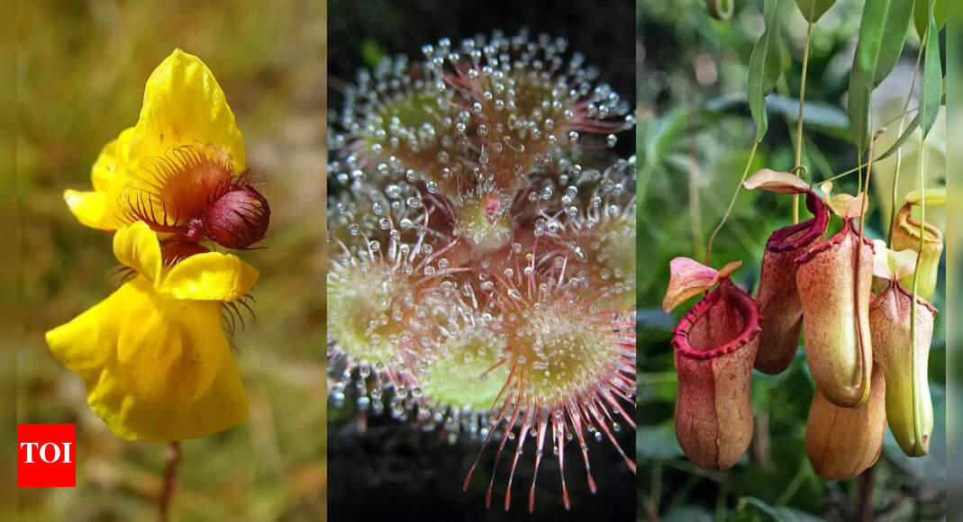 Plants that eat animals; from pitchers to snap-traps | - Times of India