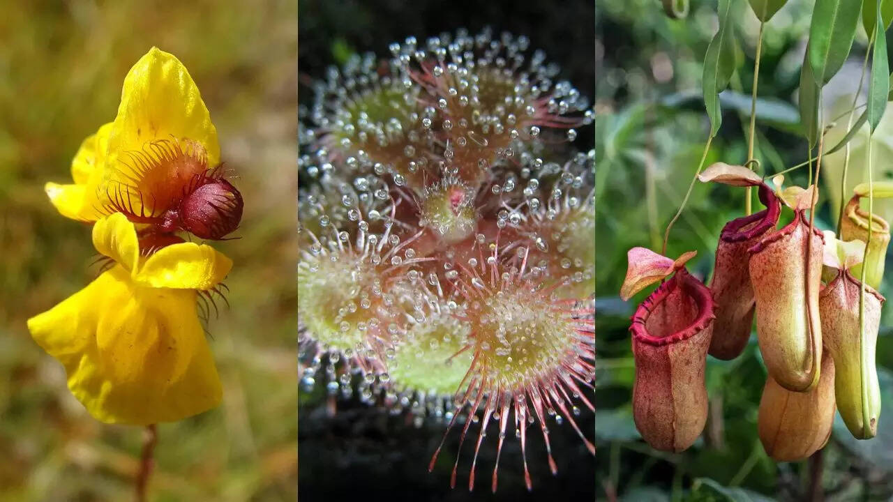 Carnivorous Plant Eating Animals