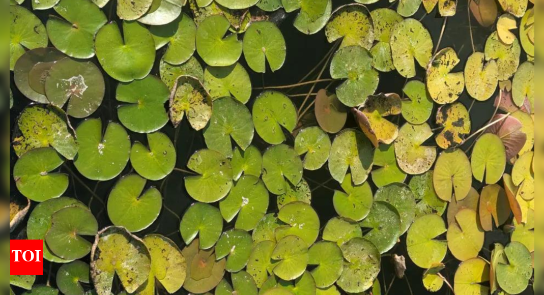 Test your eyesight: You have excellent vision if you can spot the frog ...