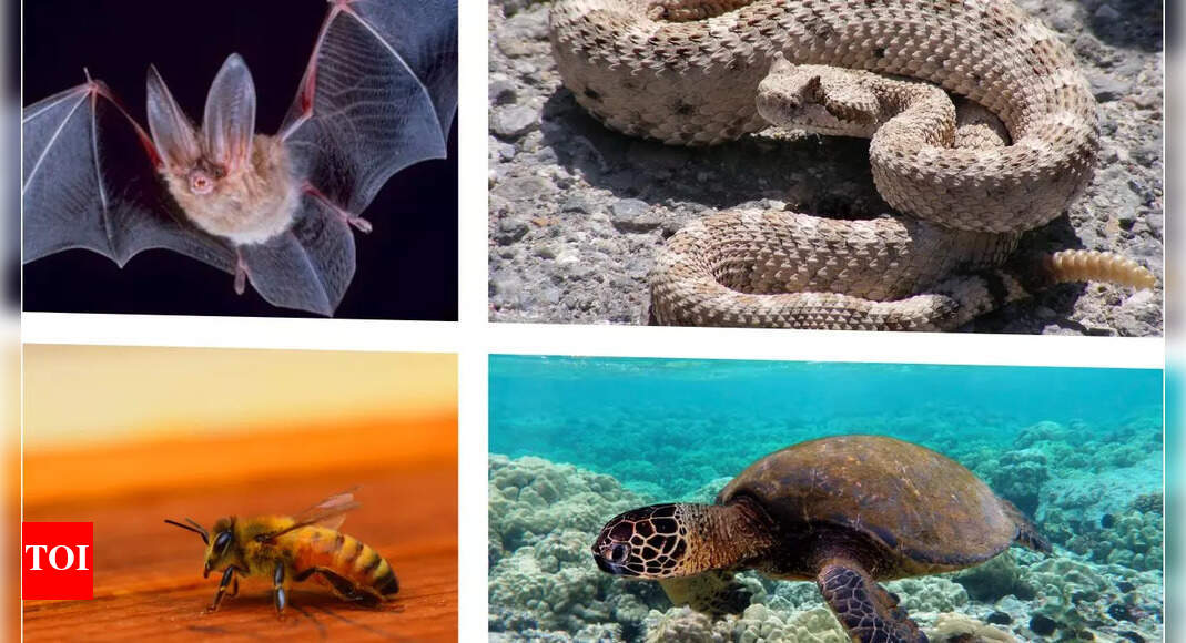 The advanced senses animals use to navigate their world | - Times of India