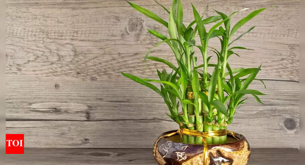 Lucky Bamboo: Enhancing Your Home with Vastu Benefits of Lucky Bamboo ...