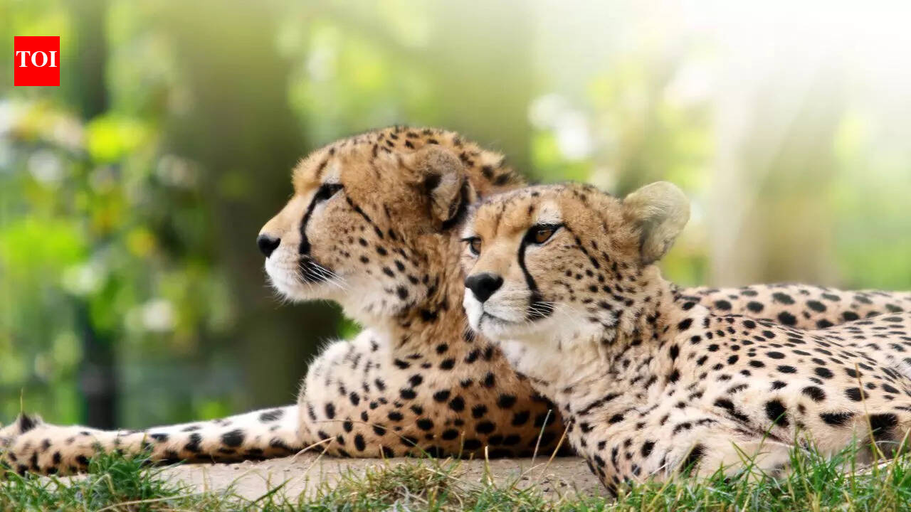 7 types of Cheetahs found around the world