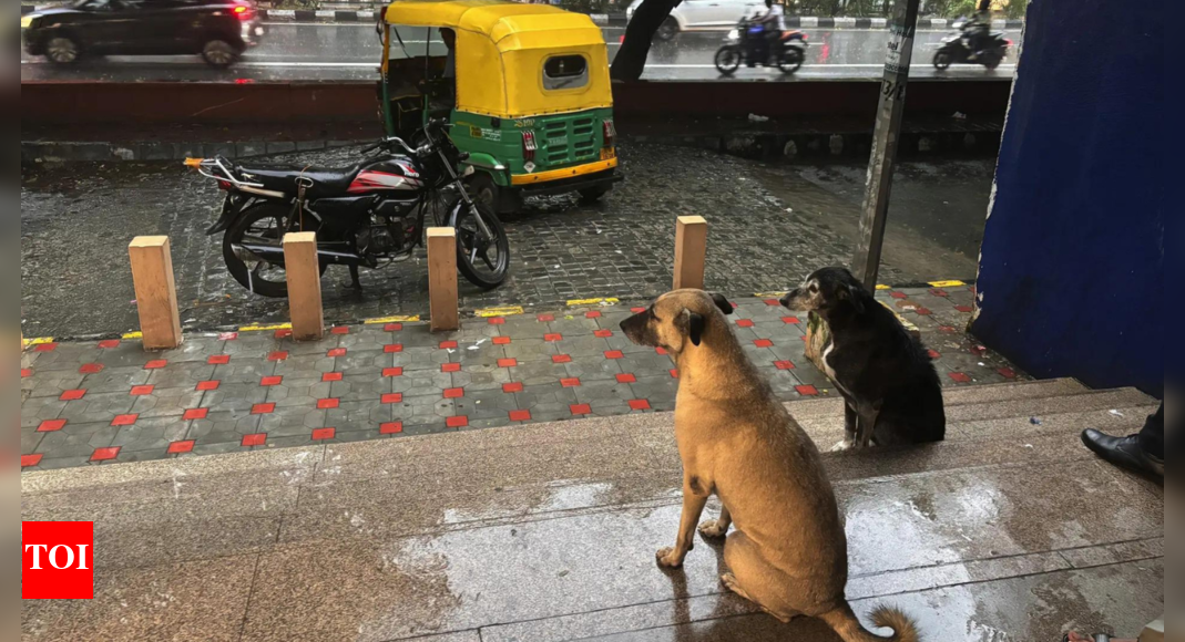 ‘owners To Pay Treatment Cost In Case Of Pet Attacks’ | Noida News ...
