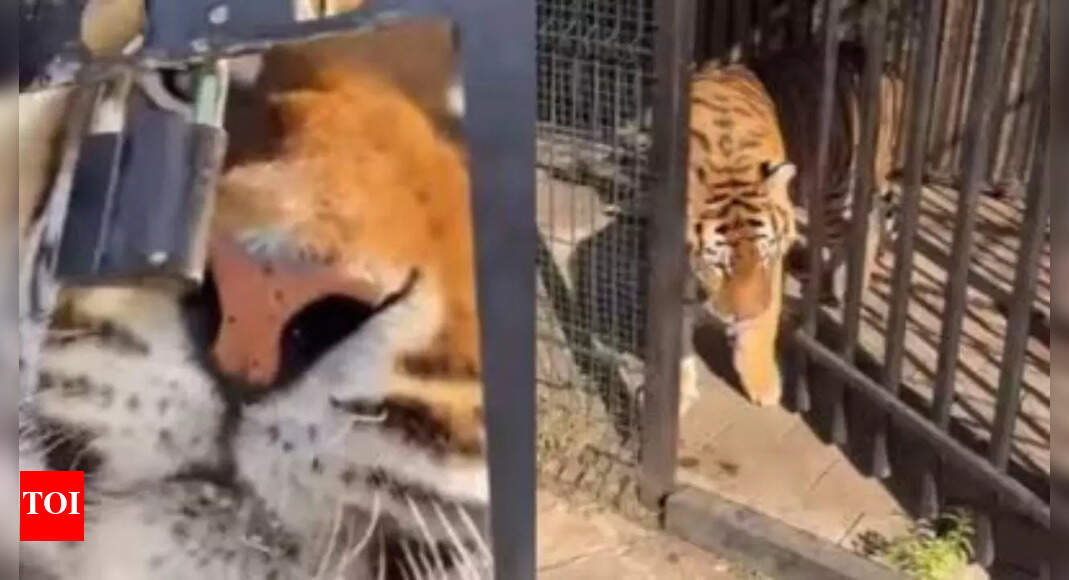 Tiger bites the lock and breaks free: Spine chilling video showing the ...