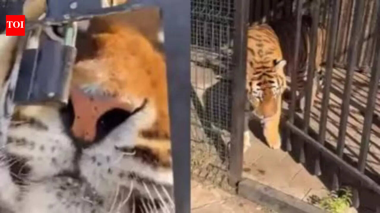 Tiger bites the lock and breaks free: Spine chilling video showing the ...