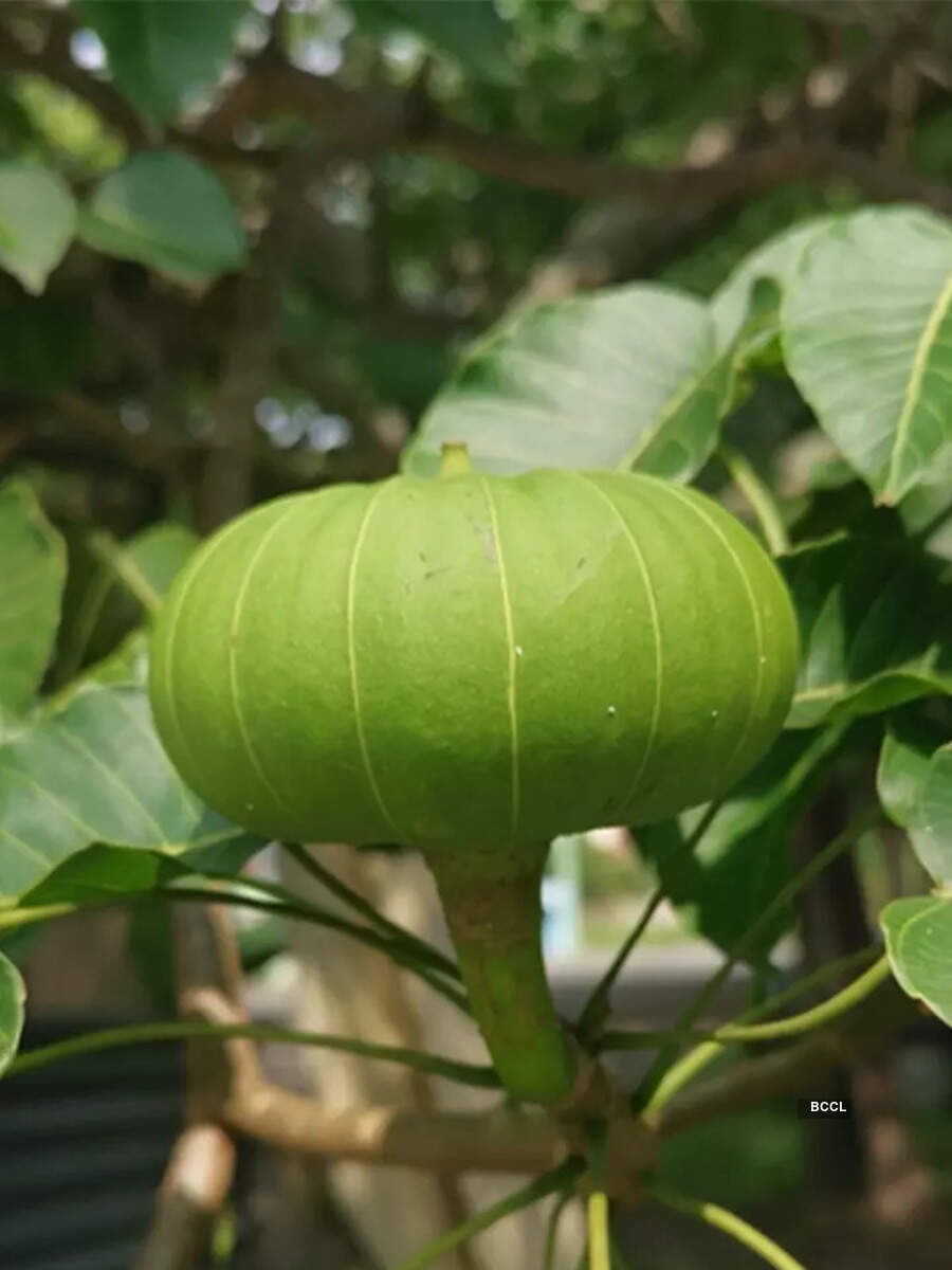 Nature's time bomb: A fruit that explodes like a bomb! | Times of India